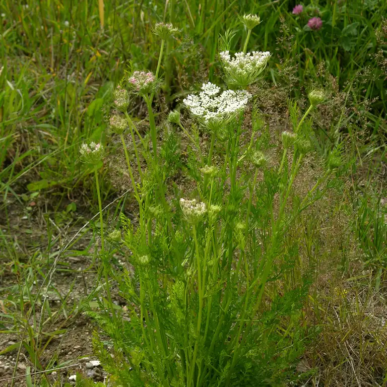 Vild gulerod (blomsterskærm) - Fødevarestyrelsen